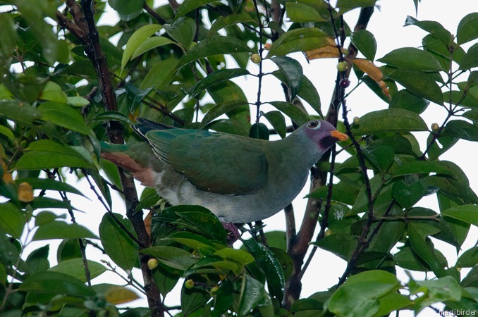Wings Among Us: Pink Guava: Jambu Fruit Dove
